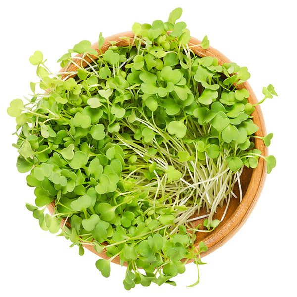 Micro Arugula – The Naples Micro-Farm